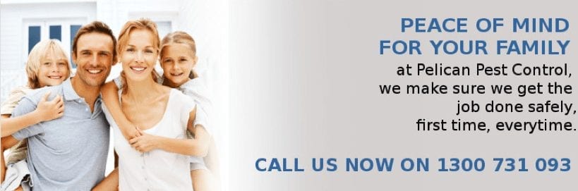 Domestic-Pest-Control-Newcastle-Hunter-Valley | Pelican Pest Control