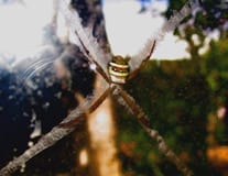 Kill-Spiders | Pelican Pest Control