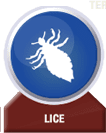 lice | Pelican Pest Control