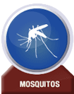 mosquitos | Pelican Pest Control
