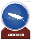 silverfish | Pelican Pest Control